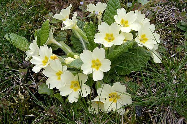 Garten: Kälteresistente Frühblüher – Primeln vertragen auch leichten ...